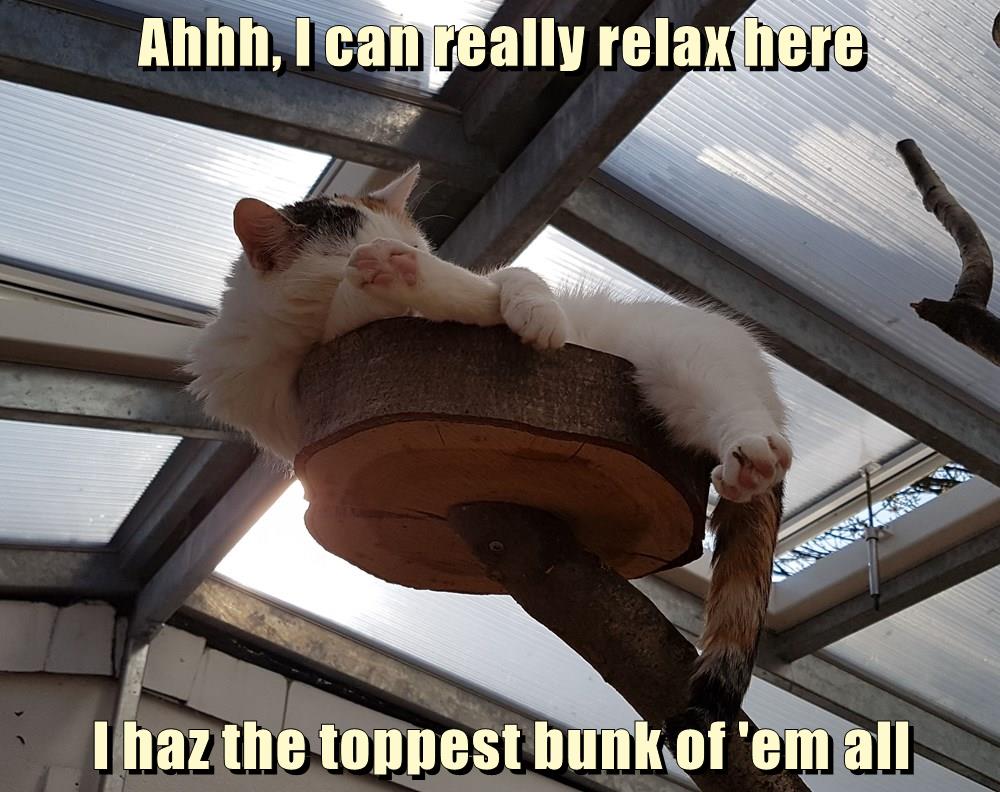 Lolcats - relax - LOL at Funny Cat Memes - Funny cat pictures with ...