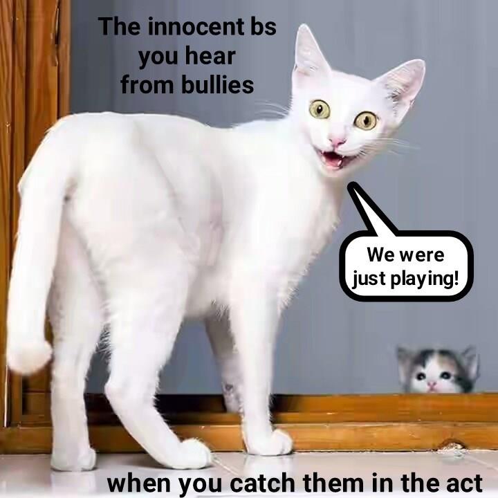 Of course you were - Lolcats - lol | cat memes | funny cats | funny cat ...