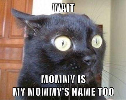 WAIT - Lolcats - lol | cat memes | funny cats | funny cat pictures with ...