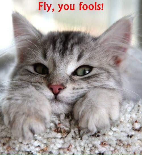 Fly, you fools! - Lolcats - lol | cat memes | funny cats | funny cat ...