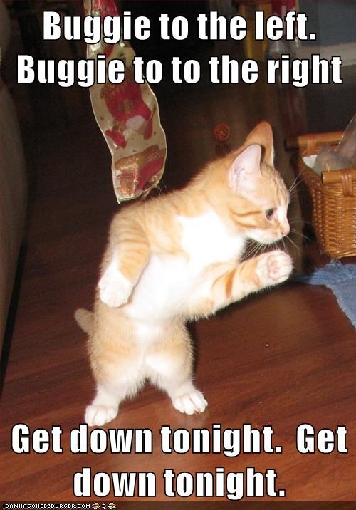 Disco or go home - Lolcats - lol | cat memes | funny cats | funny cat ...