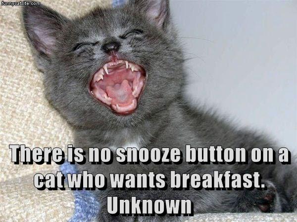 No snooze button - Lolcats - lol | cat memes | funny cats | funny cat ...