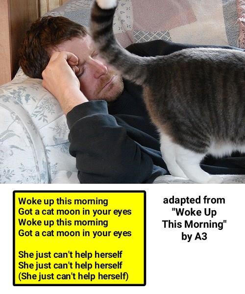 "Waking Up Cat" - Lolcats - lol | cat memes | funny cats | funny cat ...