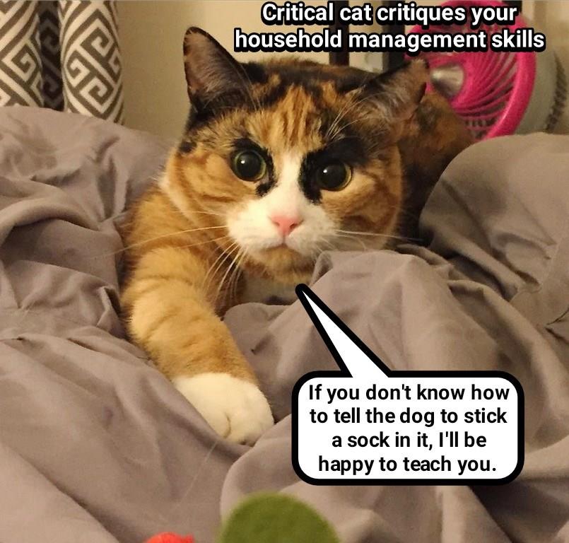 Critical cat critiques your household management skills - Lolcats - lol ...