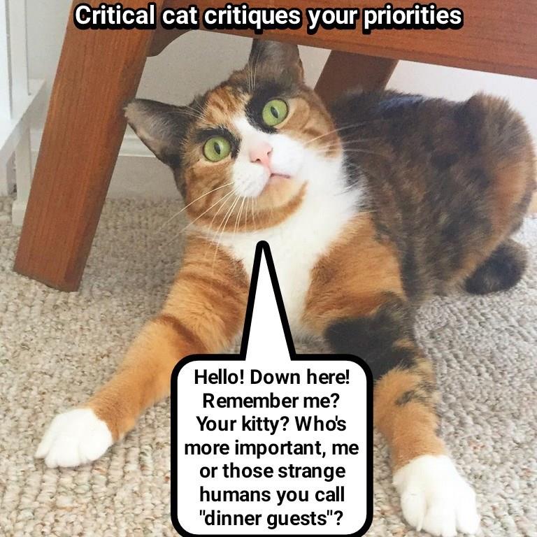 Critical cat critiques your priorities - Lolcats - lol | cat memes ...