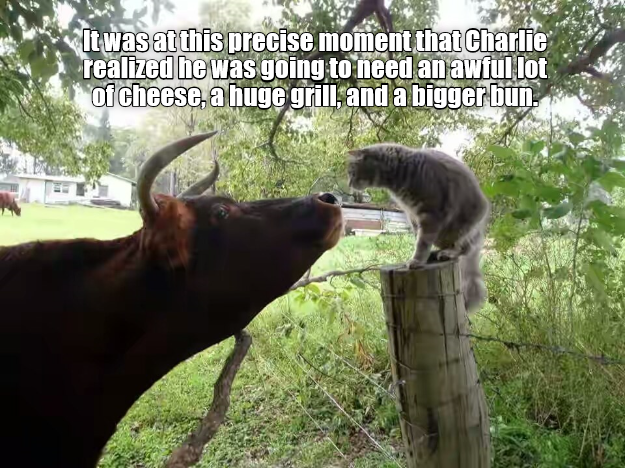 Lolcats - cheese - LOL at Funny Cat Memes - Funny cat pictures with ...