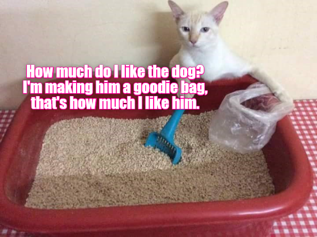 Lolcats - bag - LOL at Funny Cat Memes - Funny cat pictures with words ...