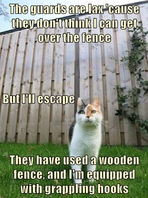 Lolcats - escape - LOL at Funny Cat Memes - Funny cat pictures with ...