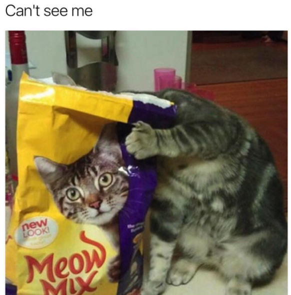 Animal Internet Memes