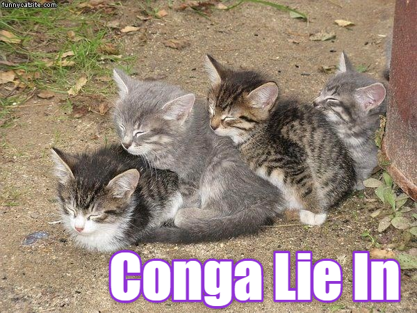 Conga Lie In - Lolcats - lol | cat memes | funny cats | funny cat ...
