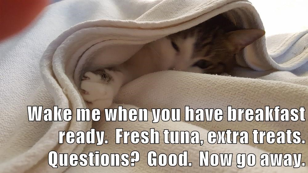 Boss much? - Lolcats - lol | cat memes | funny cats | funny cat ...