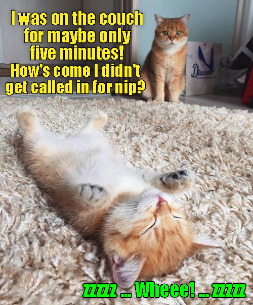 Lolcats - couch - LOL at Funny Cat Memes - Funny cat pictures with ...