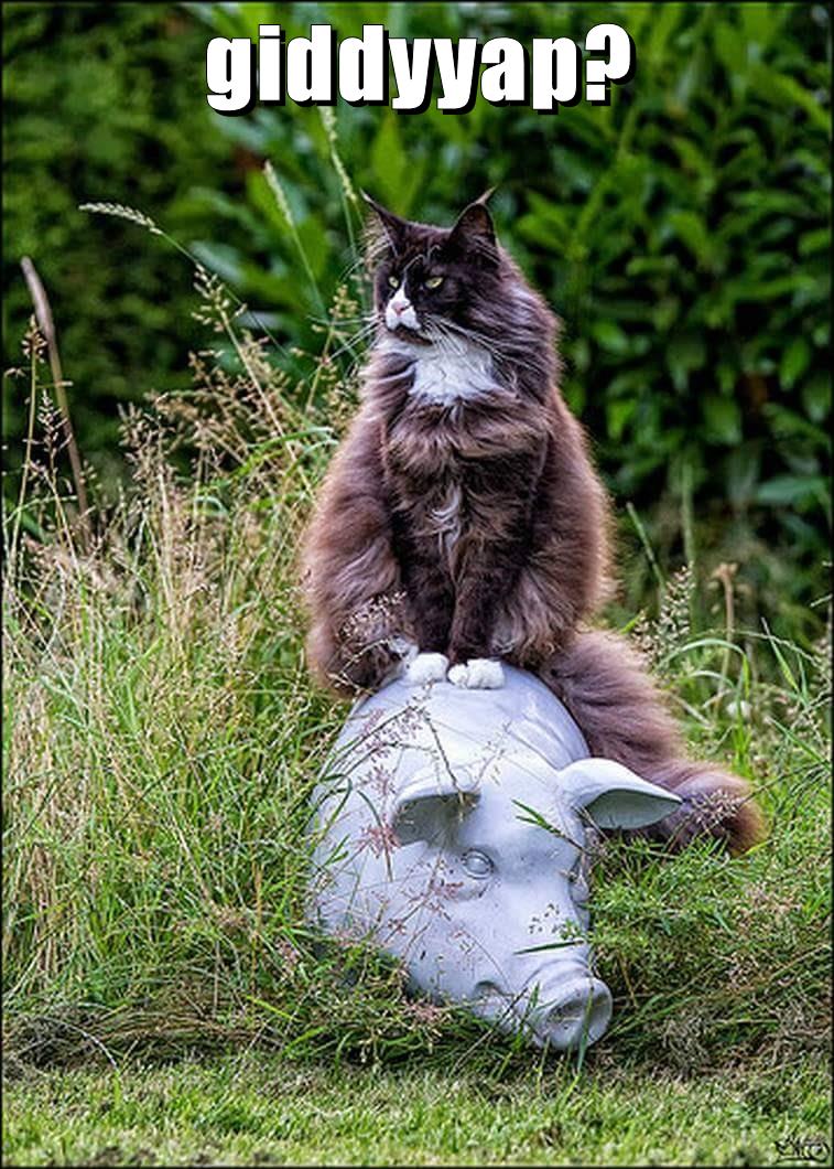Giddyyap? - Lolcats - lol | cat memes | funny cats | funny cat pictures ...