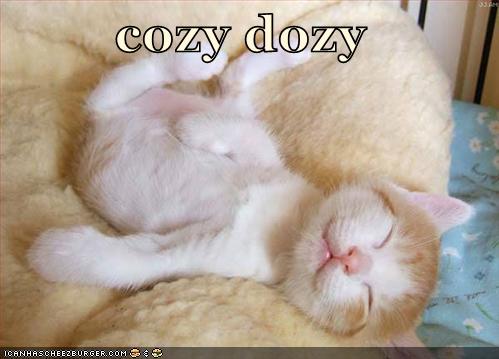 Cozy dozy - Lolcats - lol | cat memes | funny cats | funny cat pictures ...
