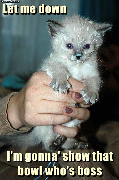 Who's boss - Lolcats - lol | cat memes | funny cats | funny cat ...
