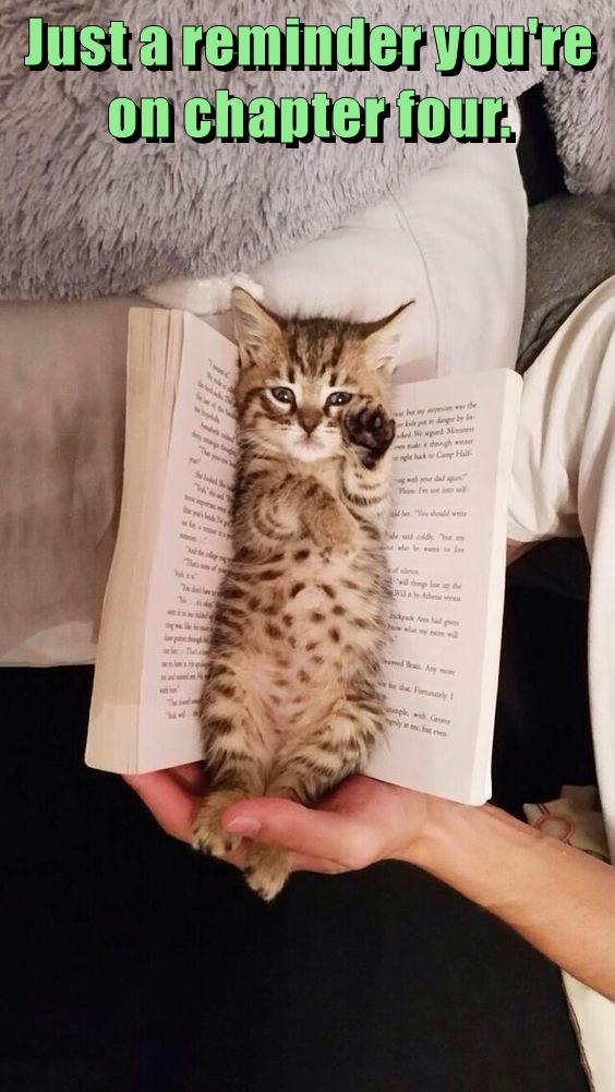 Just a reminder you're on chapter four. - Lolcats - lol | cat memes ...