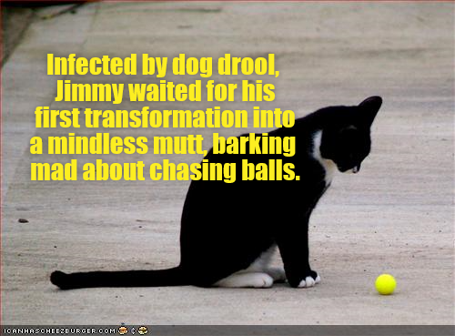 Howling at the Moon - Lolcats - lol | cat memes | funny cats | funny ...