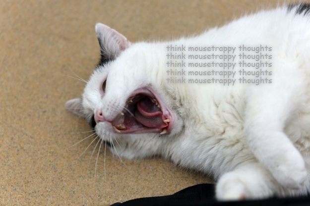 To Catch A Mouse In A Mousetrap, I Must BECOME A Mousetrap... - Lolcats ...