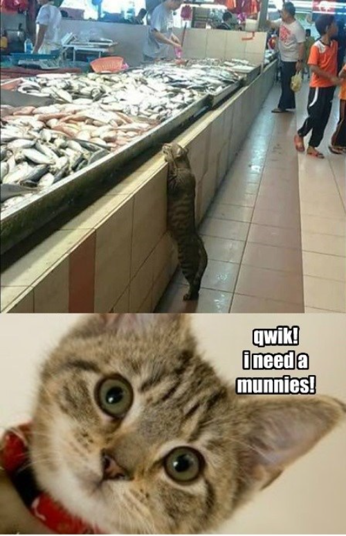 Qwik! - Lolcats - lol | cat memes | funny cats | funny cat pictures ...