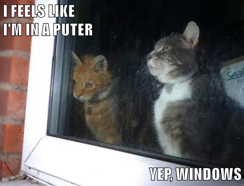 WINDOWS - Lolcats - lol | cat memes | funny cats | funny cat pictures ...