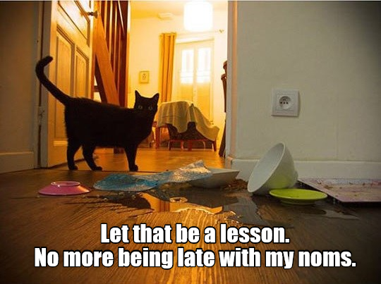 Let that be a lesson - Lolcats - lol | cat memes | funny cats | funny ...