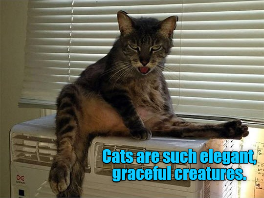 Yeah... - Lolcats - lol | cat memes | funny cats | funny cat pictures ...