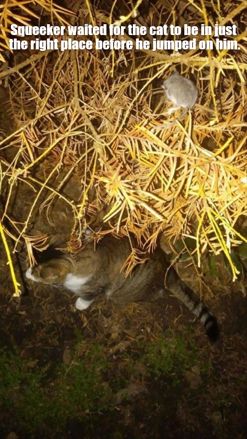 Surprise attack - Lolcats - lol | cat memes | funny cats | funny cat ...