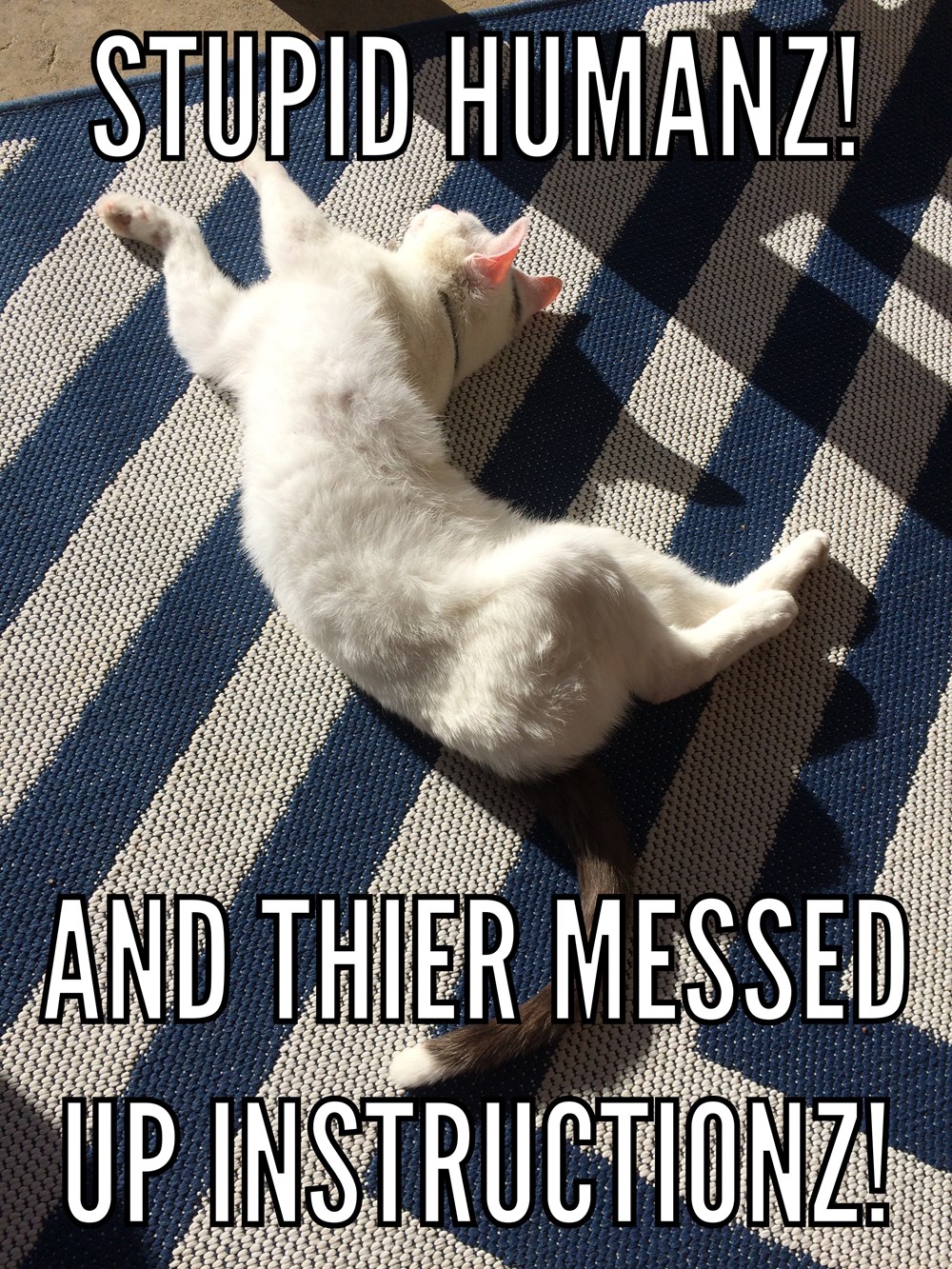 Umm... - Animal Comedy - Animal Comedy, funny animals, animal gifs