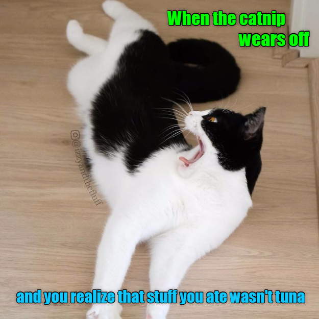 When the catnip wears out - Lolcats - lol | cat memes | funny cats ...