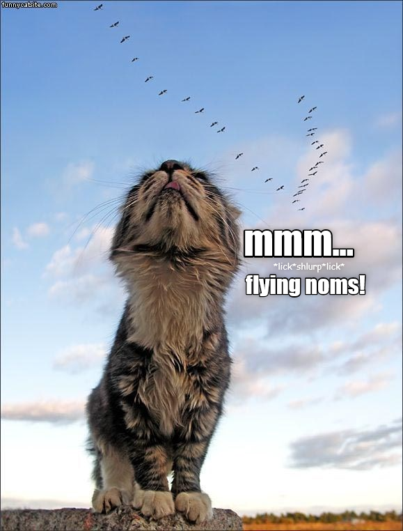 Birdies! - Lolcats - lol | cat memes | funny cats | funny cat pictures ...