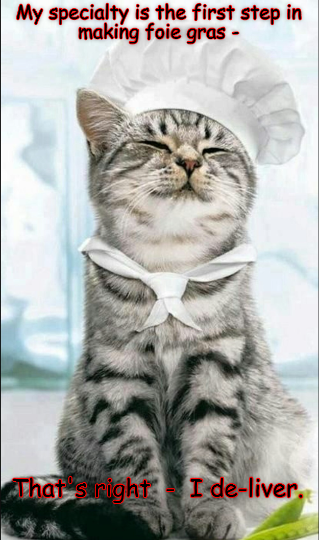Lolcats - chef - LOL at Funny Cat Memes - Funny cat pictures with words ...
