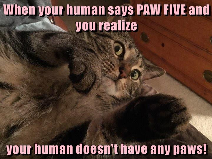 PAW FIVE - Lolcats - lol | cat memes | funny cats | funny cat pictures ...