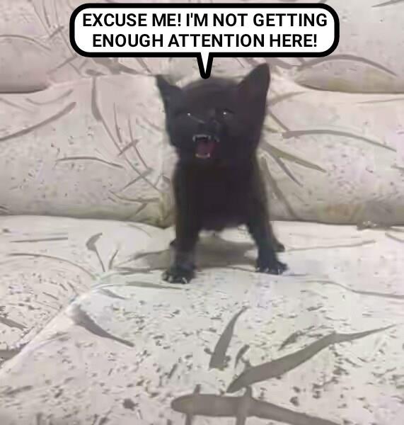 i *will* has attention - Lolcats - lol | cat memes | funny cats | funny ...