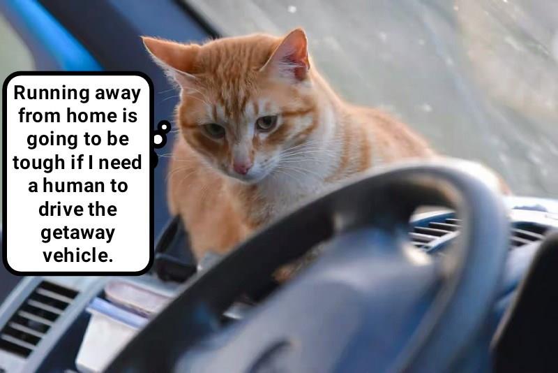 And it's too far to walk - Lolcats - lol | cat memes | funny cats ...