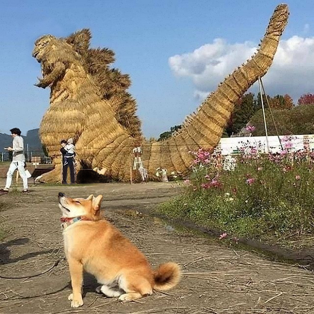 Doge Goals - Memebase - Funny Memes