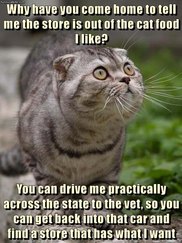 And Don't Come back until You Have It - Lolcats - lol | cat memes ...