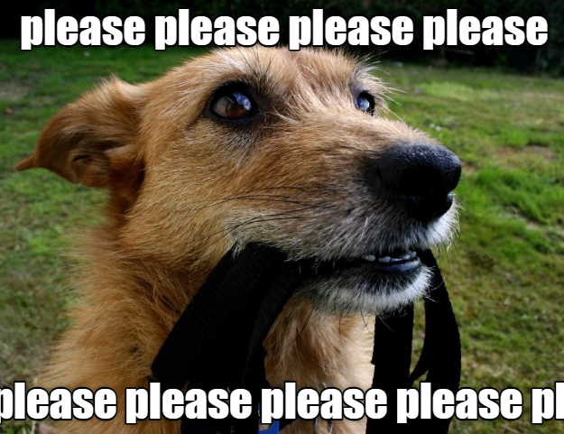 Anyone want to go for a walk? - I Has A Hotdog - Dog Pictures - Funny ...