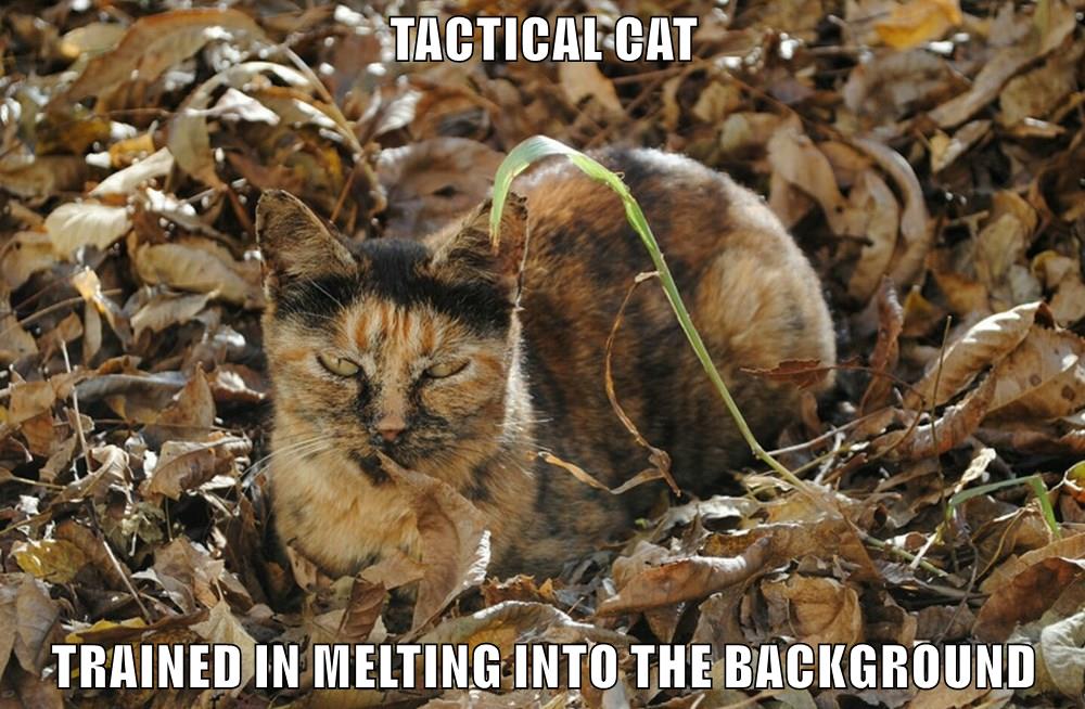 TACTICAL CAT - Lolcats - lol | cat memes | funny cats | funny cat ...