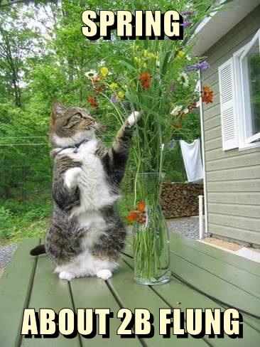 SPRING ABOUT 2B FLUNG - Lolcats - lol | cat memes | funny cats | funny ...