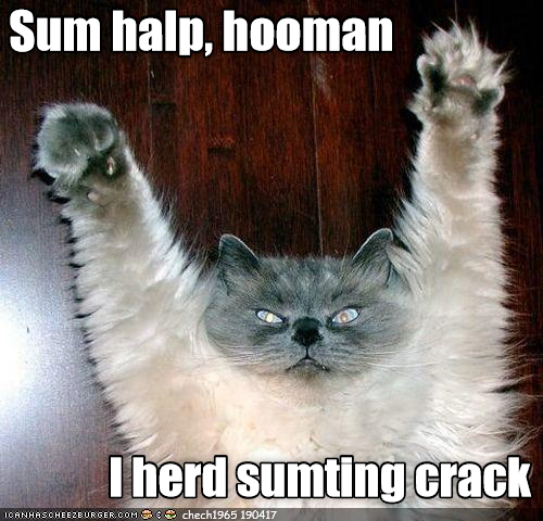 Lolcats - crack - LOL at Funny Cat Memes - Funny cat pictures with ...