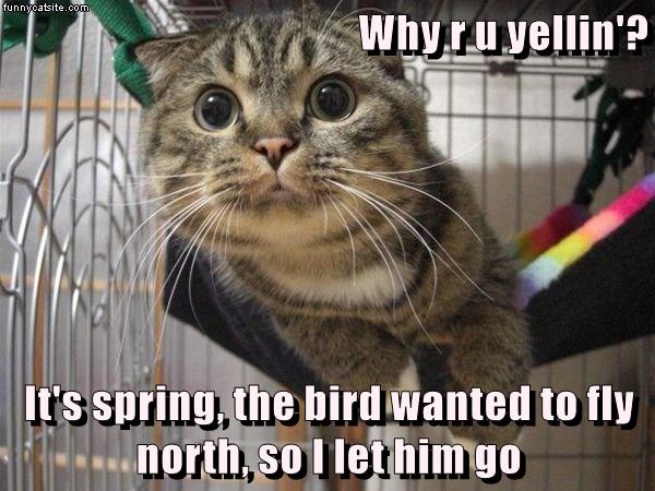 Why r u yellin'? - Lolcats - lol | cat memes | funny cats | funny cat ...