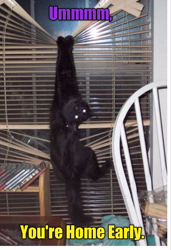 Ohai! - Lolcats - lol | cat memes | funny cats | funny cat pictures ...