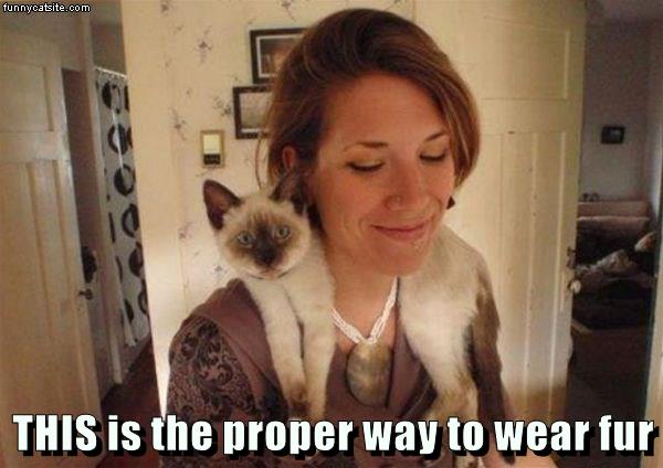 The only proper way - Lolcats - lol | cat memes | funny cats | funny ...