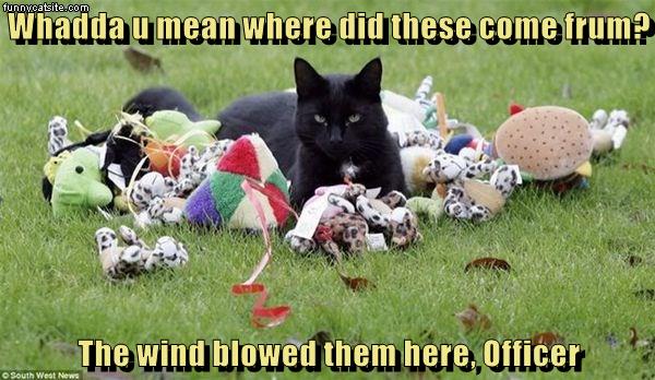 The wind - Lolcats - lol | cat memes | funny cats | funny cat pictures ...