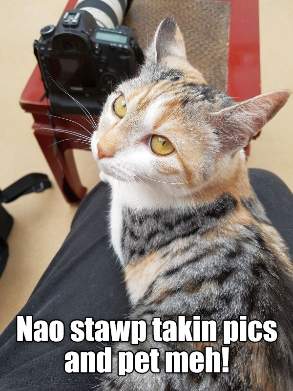 Stawp Takin Pics! - Lolcats - lol | cat memes | funny cats | funny cat ...