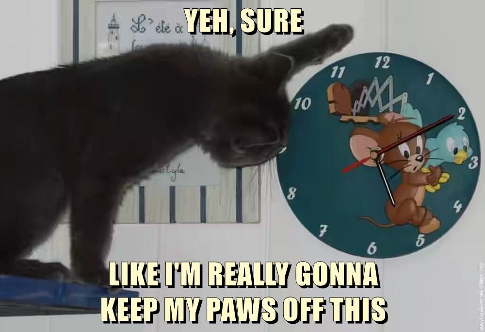 YEH, SURE - Lolcats - lol | cat memes | funny cats | funny cat pictures ...