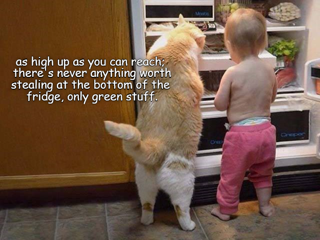 Wise lesson - Lolcats - lol | cat memes | funny cats | funny cat ...