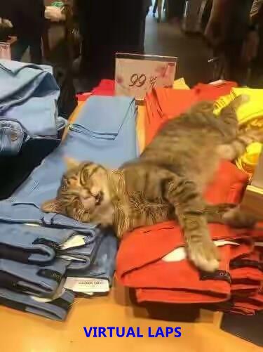 VIRTUAL LAPS - Lolcats - lol | cat memes | funny cats | funny cat ...