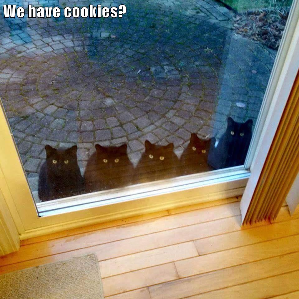 We have cookies? - Lolcats - lol | cat memes | funny cats | funny cat pictures with words on ...