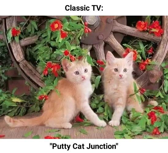 Classic TV - Lolcats - lol | cat memes | funny cats | funny cat ...